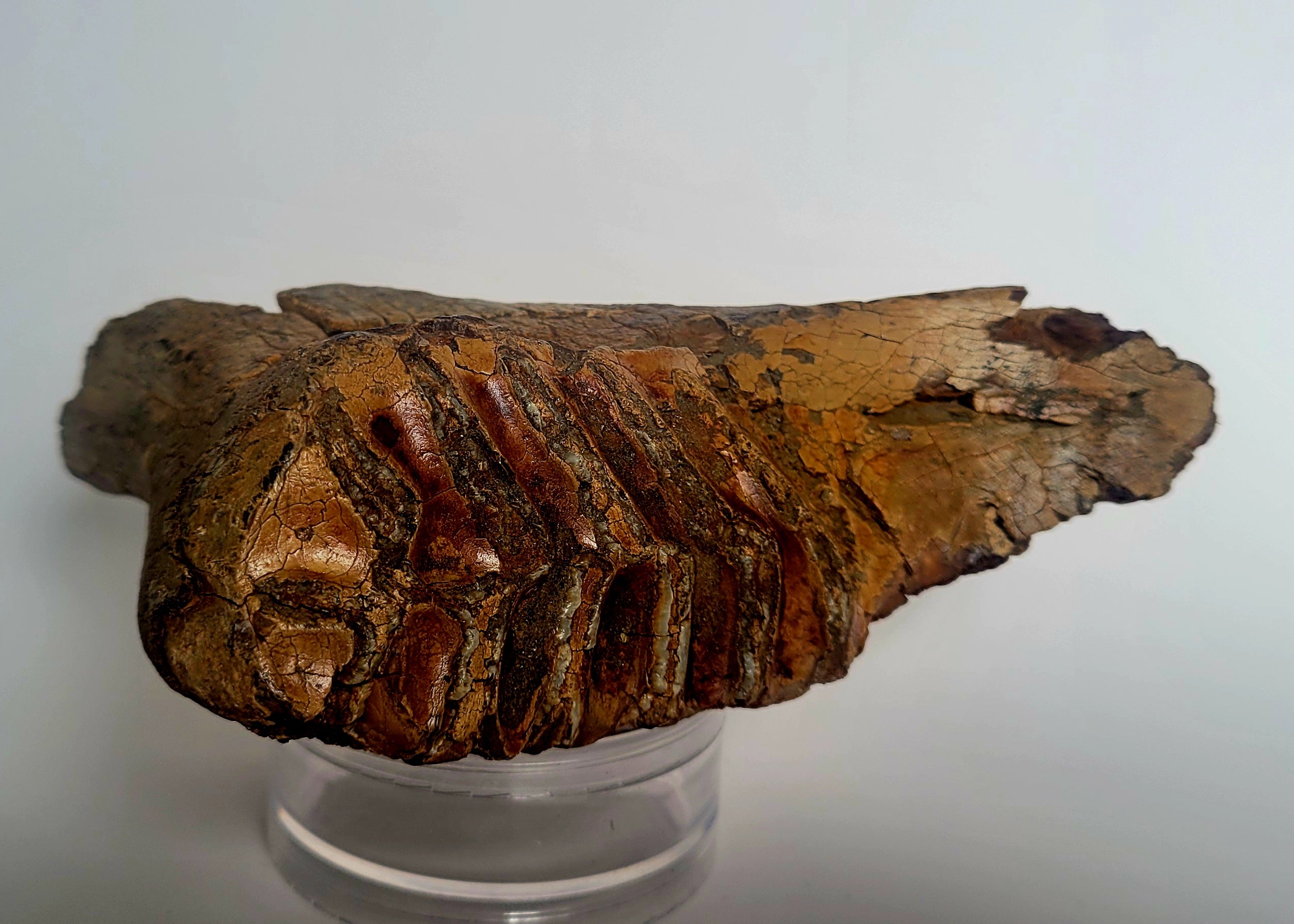 Mammoth Fossils – Stonesandbones