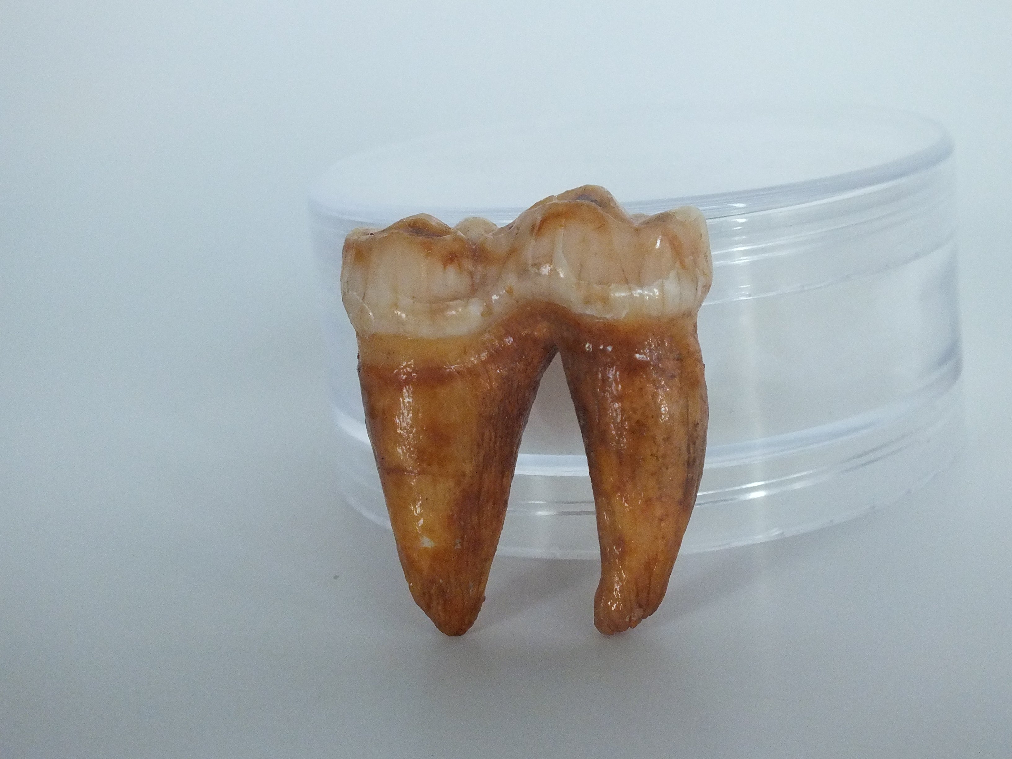 Fossil Teeth – Stonesandbones