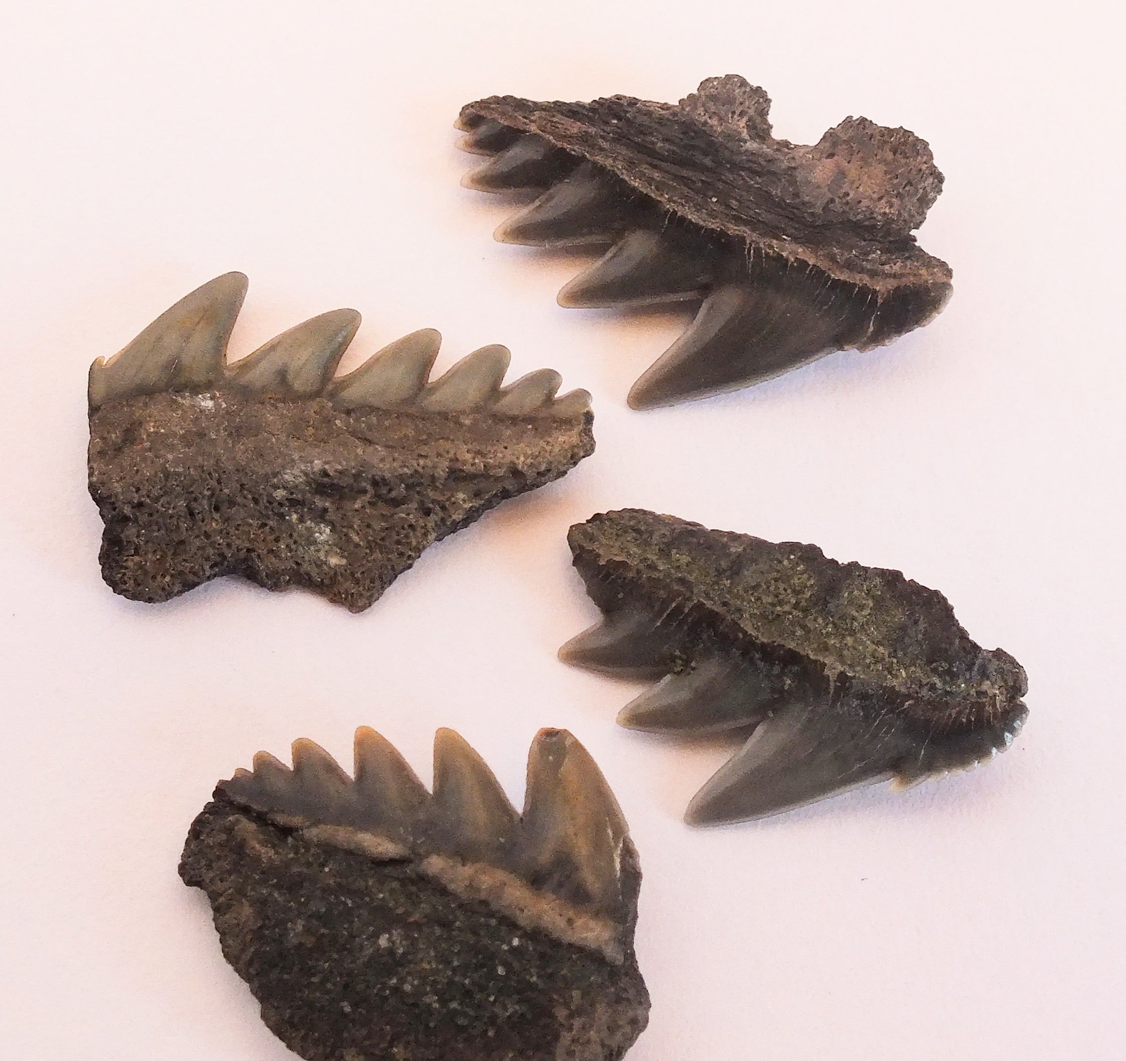 Cow Shark teeth – Stonesandbones