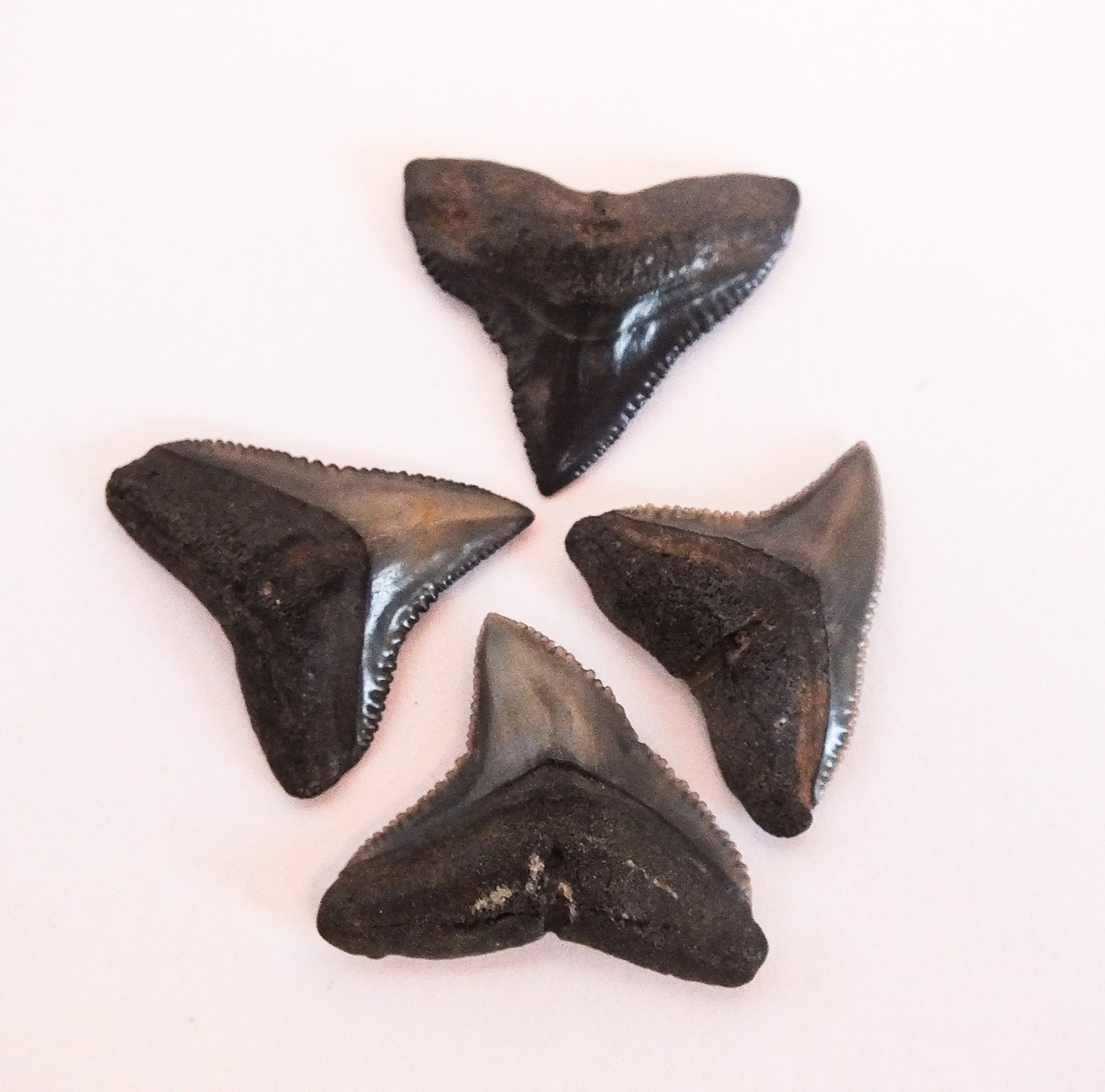 Bull Shark Teeth – Stonesandbones