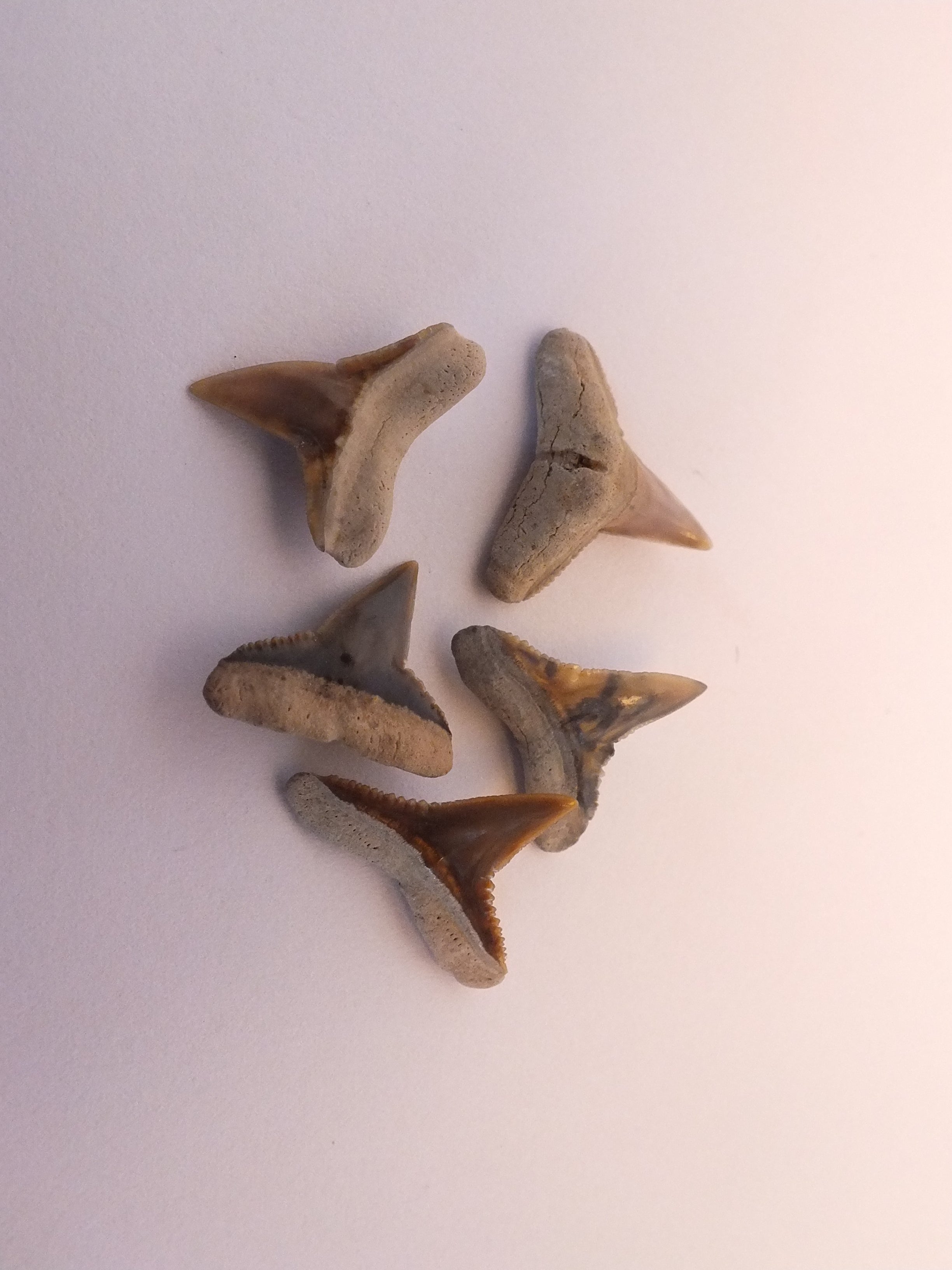 Hammerhead Shark Teeth – Stonesandbones