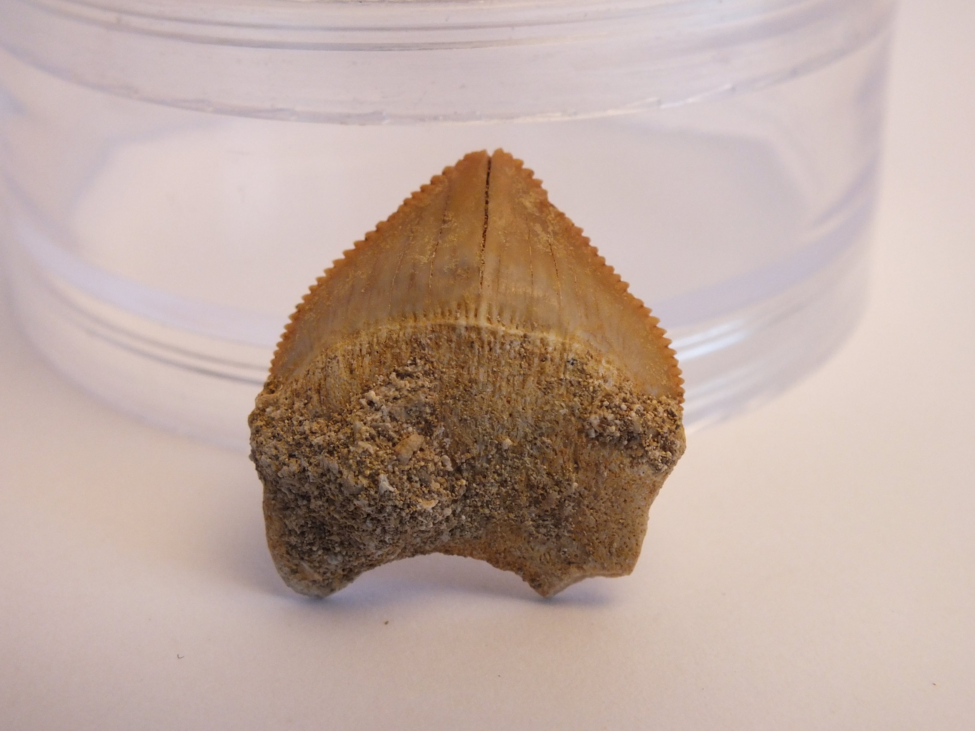 Squalicorax Shark Teeth – Stonesandbones
