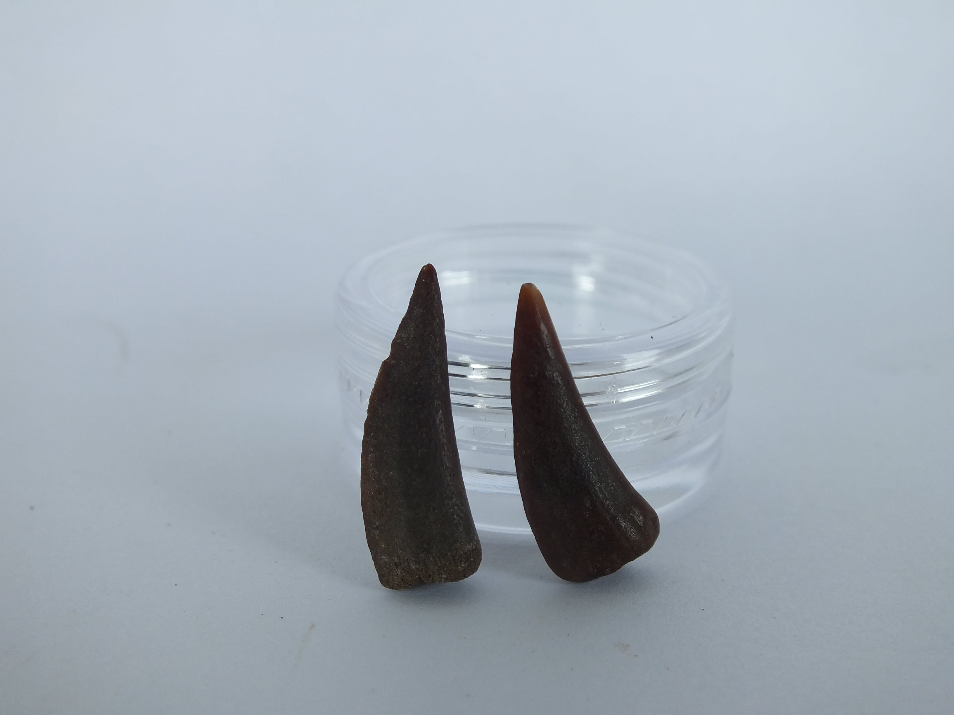 Barracuda Fossils – Stonesandbones