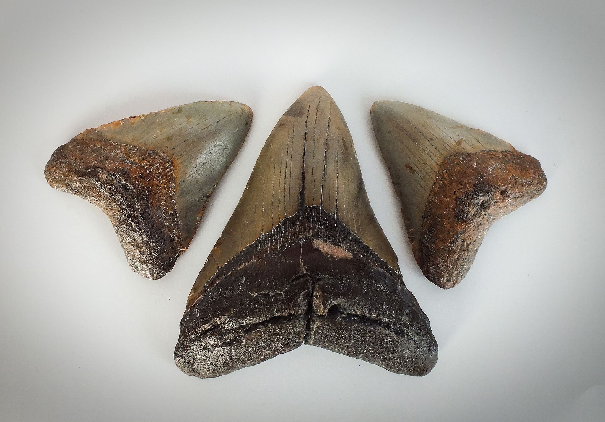Megalodon Teeth – Stonesandbones