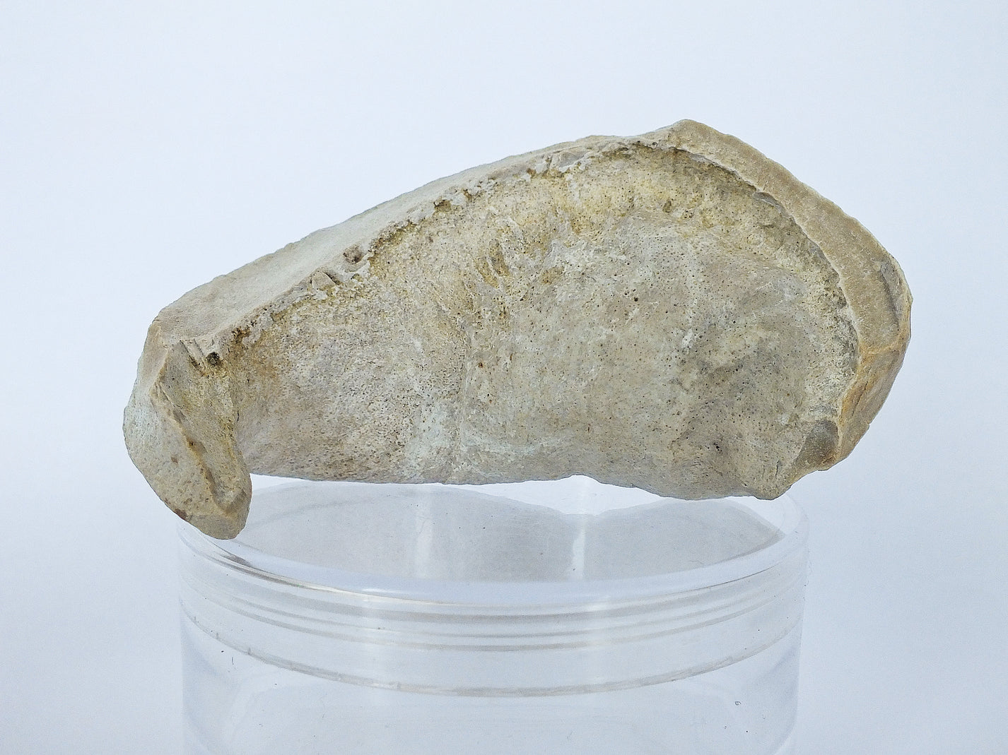 Pygmy Sperm Whale Ear Bone Fossil – Stonesandbones