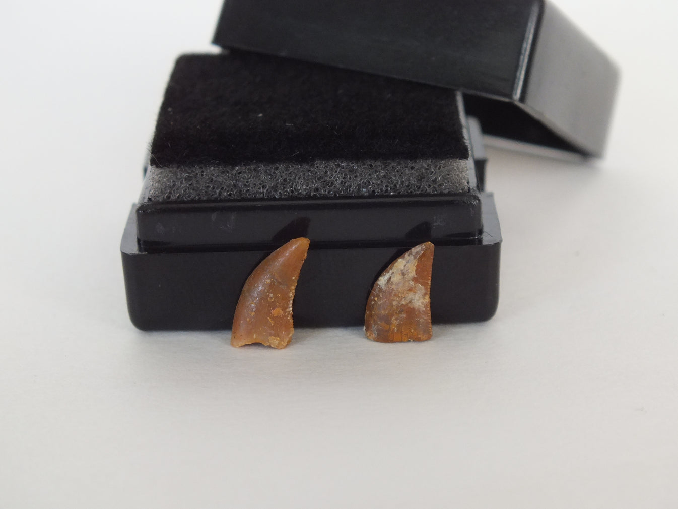 Pair of Abelisaurus Raptor Teeth – Stonesandbones
